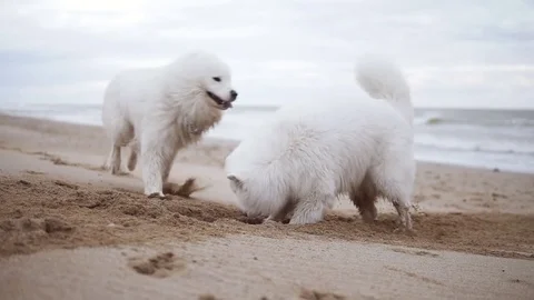 Dig Another One Stock Videos – Royalty-Free HD & 4K Videos | Pond5