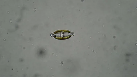 One diatomaceous algae cymbella on a whi... | Stock Video | Pond5