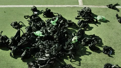 Dog Poop Stock Footage ~ Royalty Free Stock Videos | Pond5