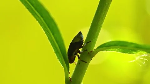 Foam One Stock Videos – Royalty-Free HD & 4K Videos