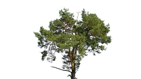 one green tree on white isolated screen ... | Stock Video | Pond5
