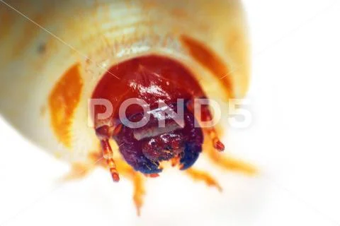 One of most common soil pests of gardens one of most common soil pests ...