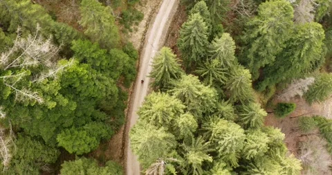 One person walks along forest path. Aeri... | Stock Video | Pond5