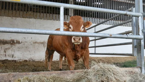 Chinese Red Bull Stock Videos – Royalty-Free HD & 4K Videos