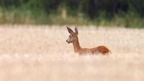 one Roe deer doe (Capreolus capreolus) s... | Stock Video | Pond5