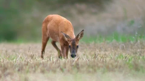 one Roe deer doe (Capreolus capreolus) s... | Stock Video | Pond5