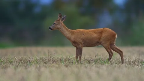 one Roe deer doe (Capreolus capreolus) s... | Stock Video | Pond5