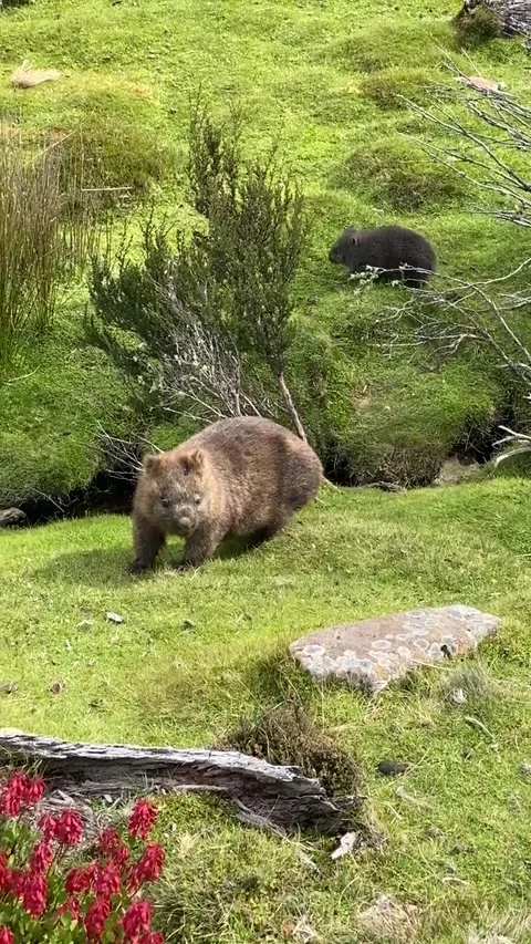 Step Catches Step Stock Videos – Royalty-Free HD & 4K Videos | Pond5