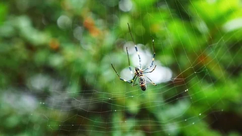 Spider One Stock Videos – Royalty-Free HD & 4K Videos | Pond5