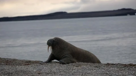 One walrus wobbling his way from the wat... | Stock Video | Pond5