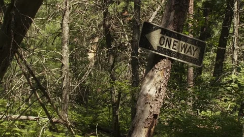 "One Way" Road Sign Attached to a Tree i... | Stock Video | Pond5