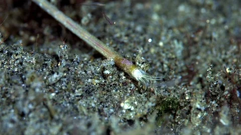 Onuphid worm (Hyalinoeciinae sp) Polycha... | Stock Video | Pond5