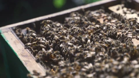 Open beehive with frames, honey. Product... | Stock Video | Pond5