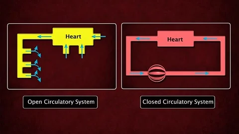 Open circulatory system and closed circu... | Stock Video | Pond5