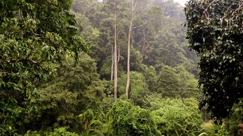 Open jungle canopy during a rain storm o... | Stock Video | Pond5