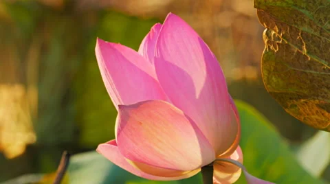Lotus Flower Opening Stock Footage ~ Royalty Free Stock Videos | Pond5