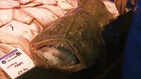Monkfish Stock Videos – Royalty-Free HD & 4K Videos