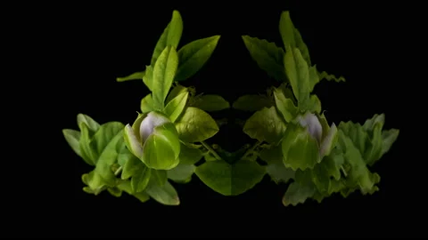 Water Background Flower Stock Videos – Royalty-Free HD & 4K Videos