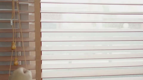 Opening Letting Stock Videos – Royalty-Free HD & 4K Videos | Pond5