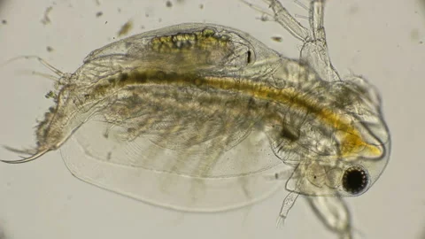 Sida Stock Video Footage | Royalty Free Sida Videos | Pond5