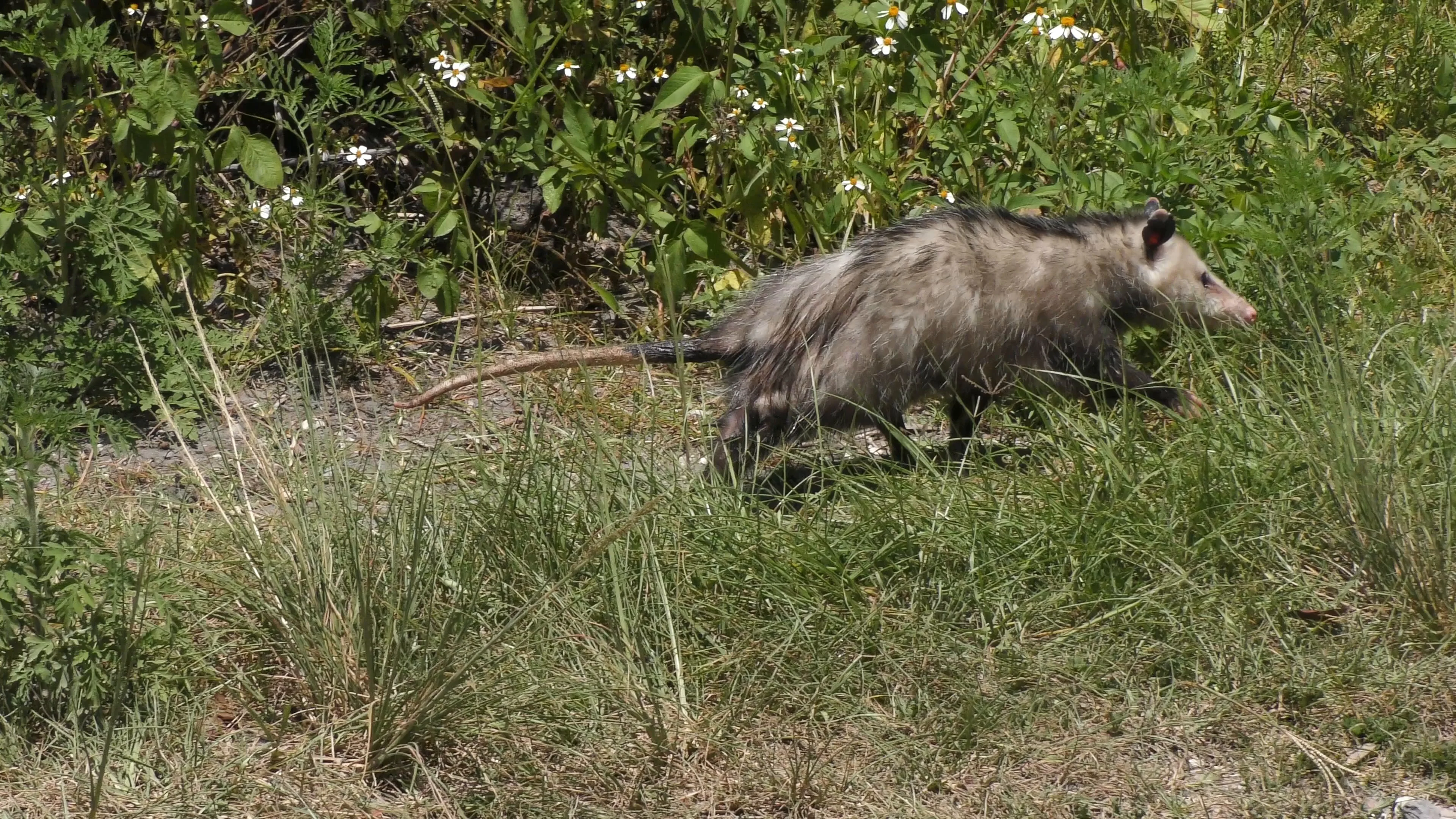 Opossum Walking
