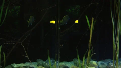 Optical illusion of dual tropical fish s... | Stock Video | Pond5