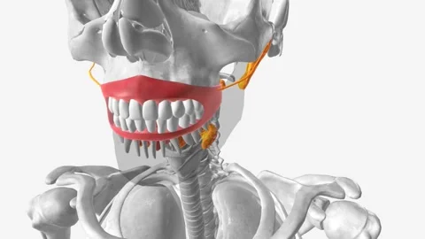 The Oral Cavity and Salivary Glands | Stock Video | Pond5