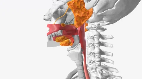 The Oral Cavity and Salivary Glands | Stock Video | Pond5
