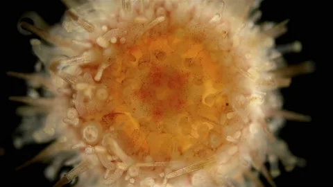 Sea Urchin Mouth Stock Videos – Royalty-Free HD & 4K Videos | Pond5
