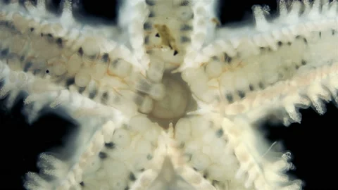 Starfish Stock Video Footage | Royalty Free Starfish Videos | Pond5
