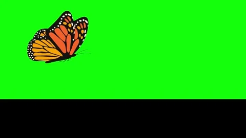 Orange Animated Butterfly - Green Screen | Stock Video | Pond5