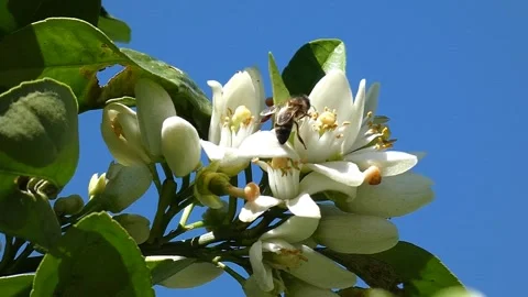 Orange blossom and bee pollination under... | Stock Video | Pond5