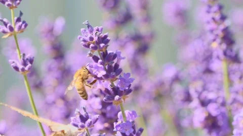 Lavender Butterfly Stock Videos – Royalty-Free HD & 4K Videos | Pond5