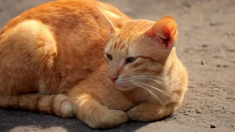 orange cat face turned, cat sitting on t... | Stock Video | Pond5