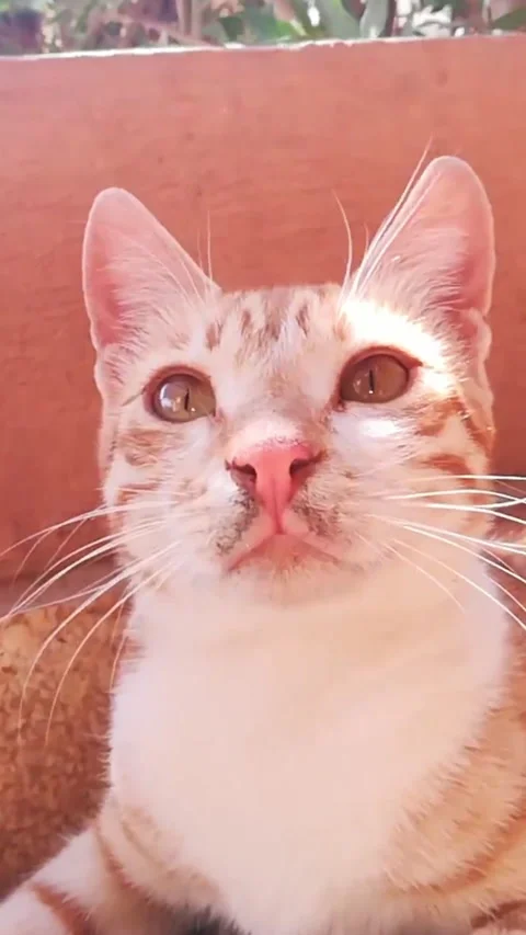 Hazel Eyes Stock Video Footage | Royalty Free Hazel Eyes Videos | Pond5