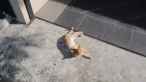 Cat Roll Over Stock Videos – Royalty-Free HD & 4K Videos