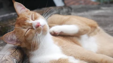 Cat Scratching Body Stock Videos – Royalty-Free HD & 4K Videos