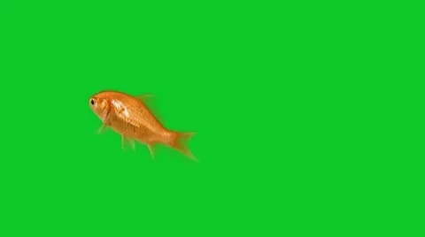 Greenscreen Fish Stock Footage ~ Royalty Free Stock Videos | Pond5
