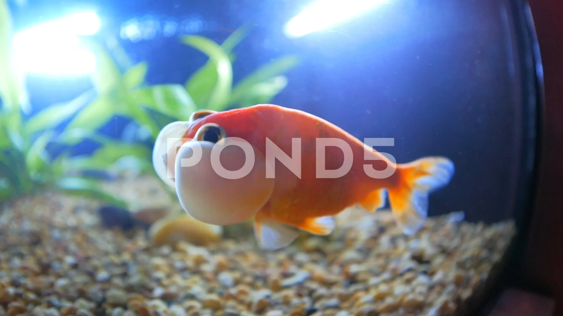 Goldfish With Big Cheeks