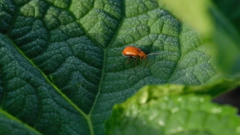 The orange ladybug is eating cucumber le... | Stock Video | Pond5