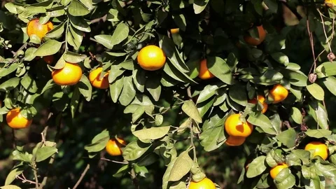Mandarin Orange Tree Stock Videos – Royalty-Free HD & 4K Videos | Page 5