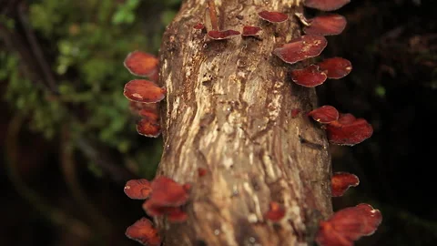 Orange Mushrooms Fungi Mycelium on a Log... | Stock Video | Pond5