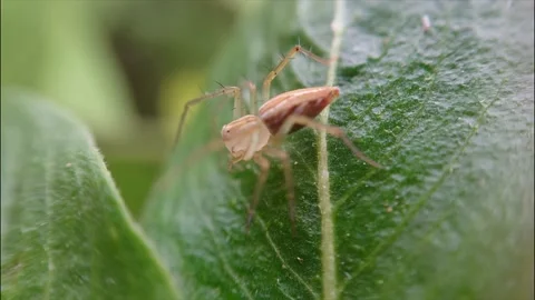 Julies Trap Video Stock Videos – Royalty-Free HD & 4K Videos | Pond5