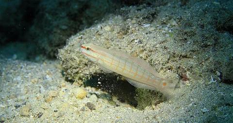 Orange Striped Goby Fish (Amblygobius de... | Stock Video | Pond5