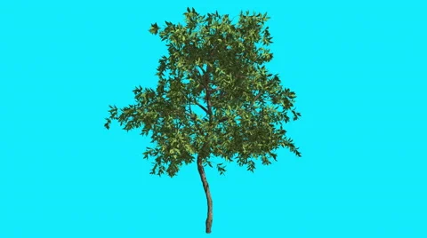 Tree Blue Screen Stock Footage ~ Royalty Free Stock Videos | Pond5
