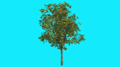 Orange Thin Tree Fruits on Chroma Key Bl... | Stock Video | Pond5