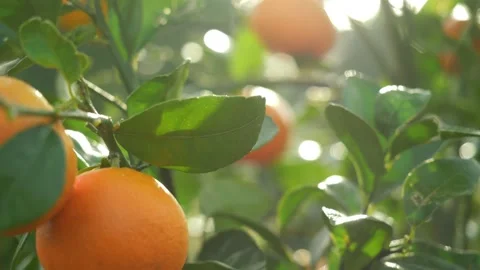 orange tree branch close up, beautiful n... | Stock Video | Pond5