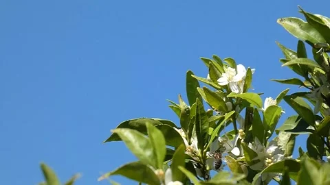 Orange tree flower and pollination honey... | Stock Video | Pond5