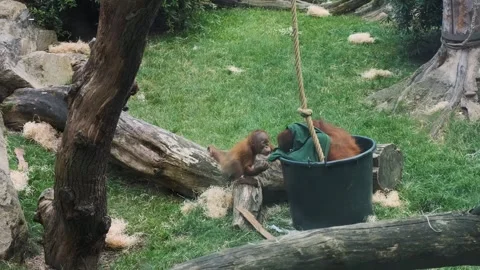 Buckets Of Love Stock Videos – Royalty-Free HD & 4K Videos