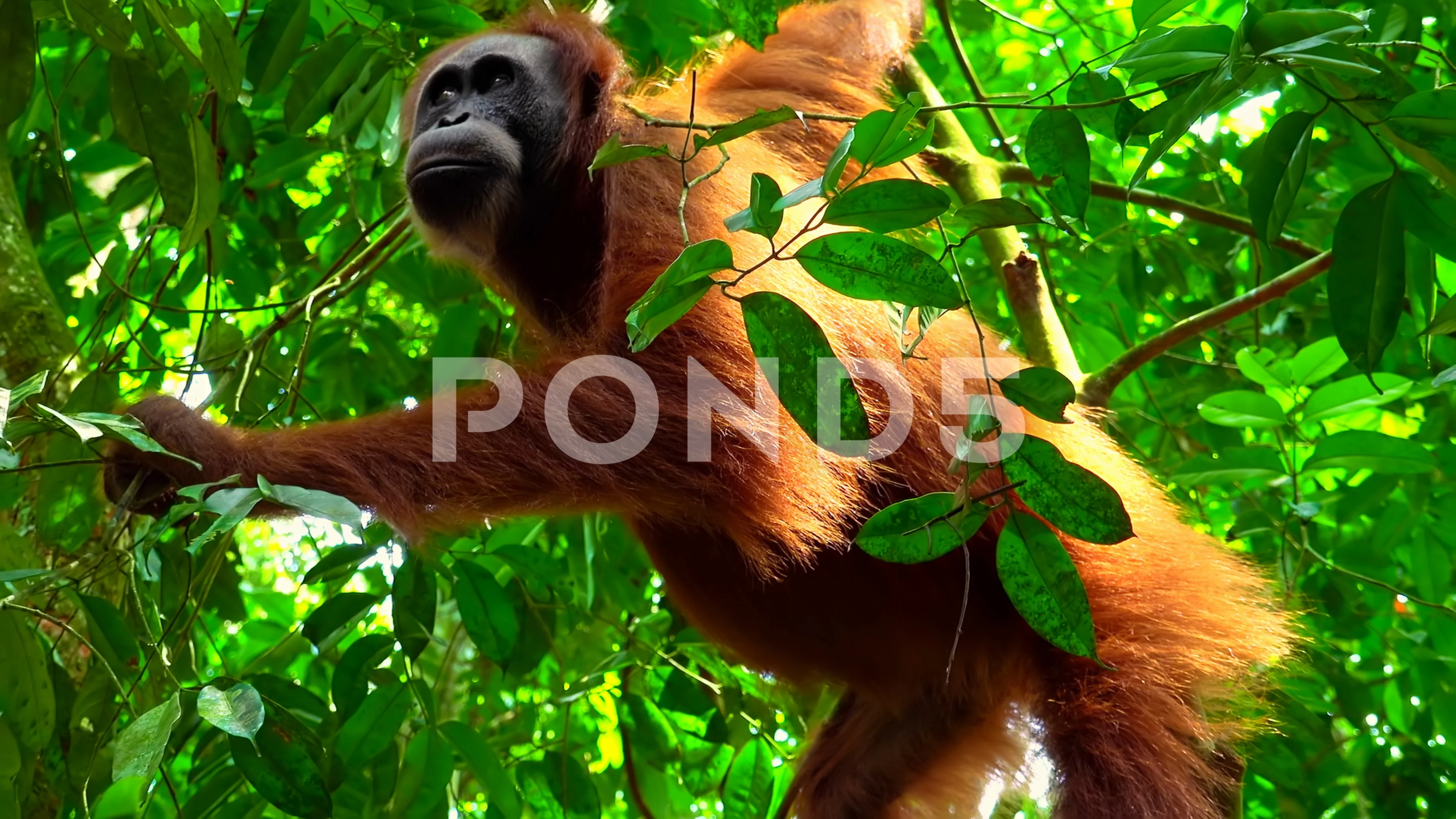 Sumatran Orangutan Female